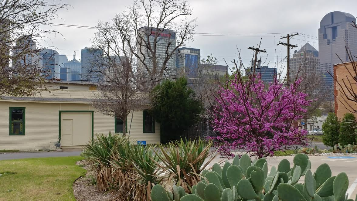 Best Buds: Spring in Dallas